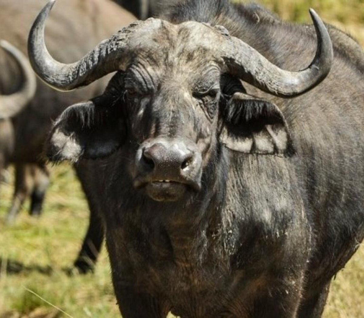 Búfalos: considerado el ganado del futuro hoy habita los campos en ...