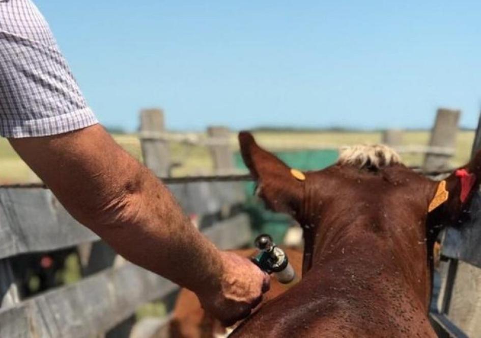 Comenzó la vacunación contra la fiebre aftosa: controles directos ...
