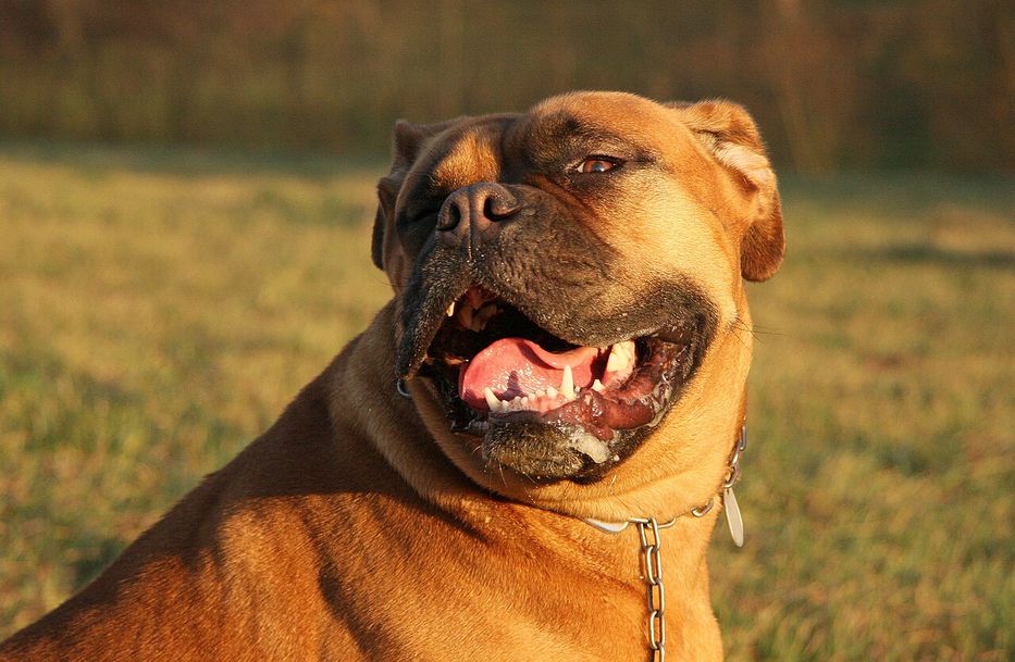 Mercedes: mujer murió atacada por su perro, un dogo de Burdeos ...